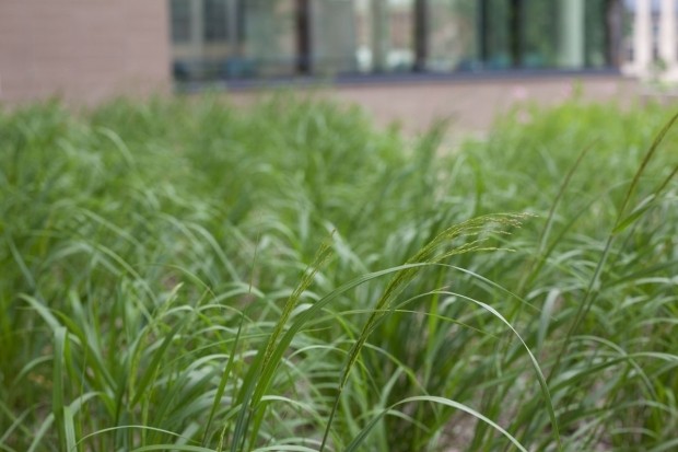 Bioenergy advancements and efforts at GLBRC | Wisconsin Energy Institute