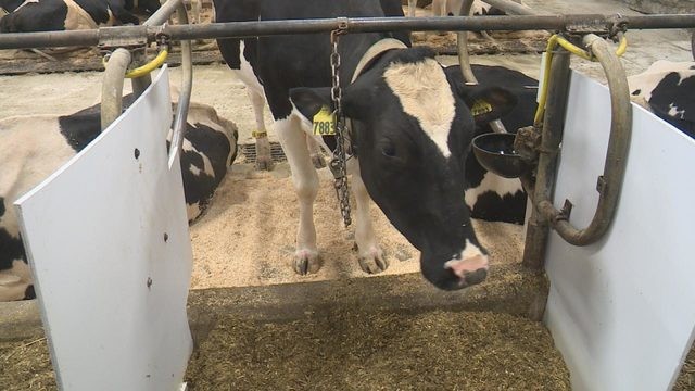 How UW scientists are working to curb the cow carbon footprint ...