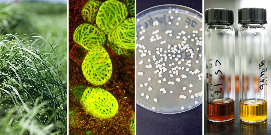 GLBRC Celebrates 1,000th Publication | Wisconsin Energy Institute