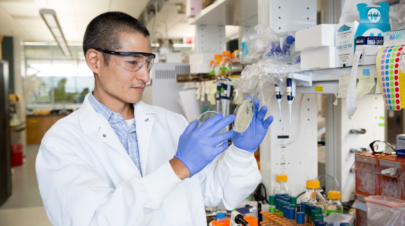 ‘Super yeast’ has the power to improve economics of biofuels ...