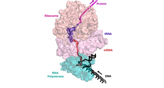 Bacterial supermachine reveals streamlined protein assembly line ...