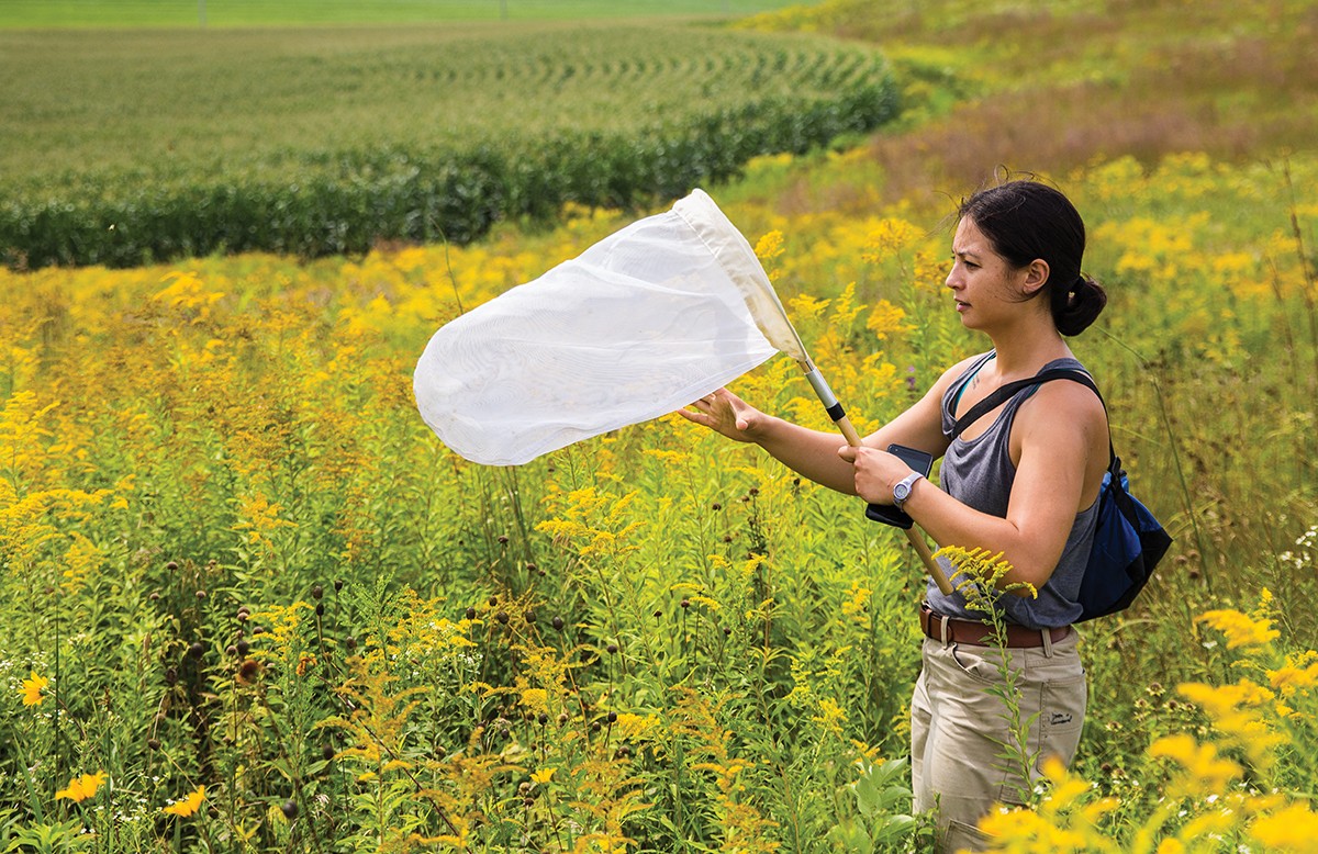 These insects help us. How can we help them? | Wisconsin Energy Institute