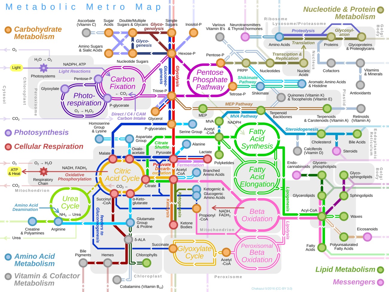Mapping metabolic pathways to harness the power of microbes | Wisconsin ...