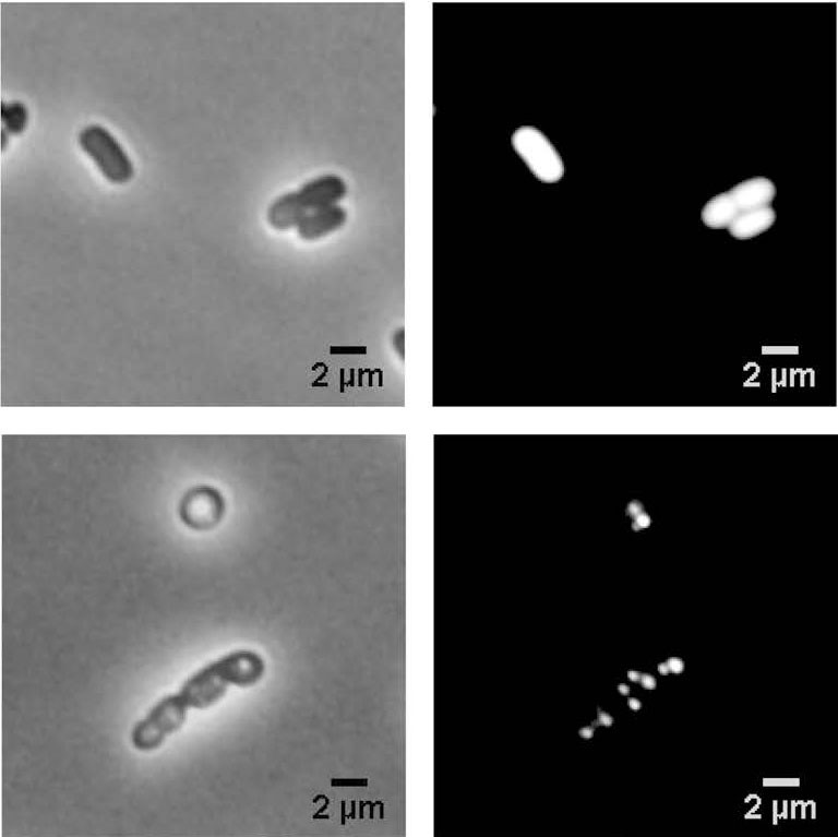 How alcohol makes bacteria sick | Wisconsin Energy Institute