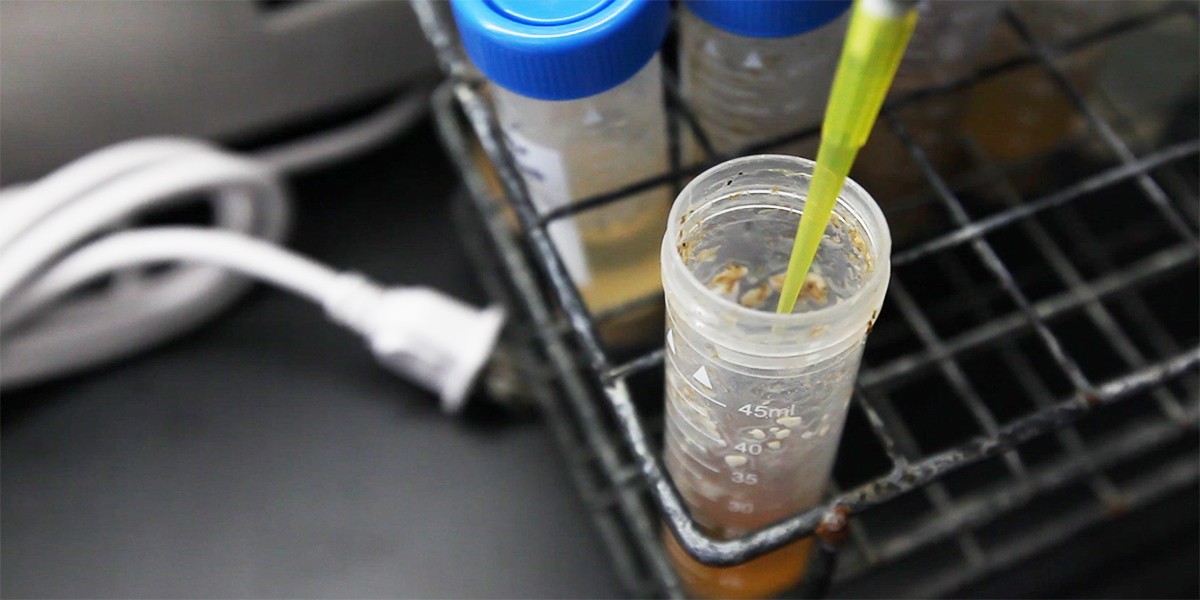 Bioenergy Lab Series | Wisconsin Energy Institute