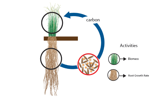Field Investigations: Biomass Yield and Root Growth in Crops ...