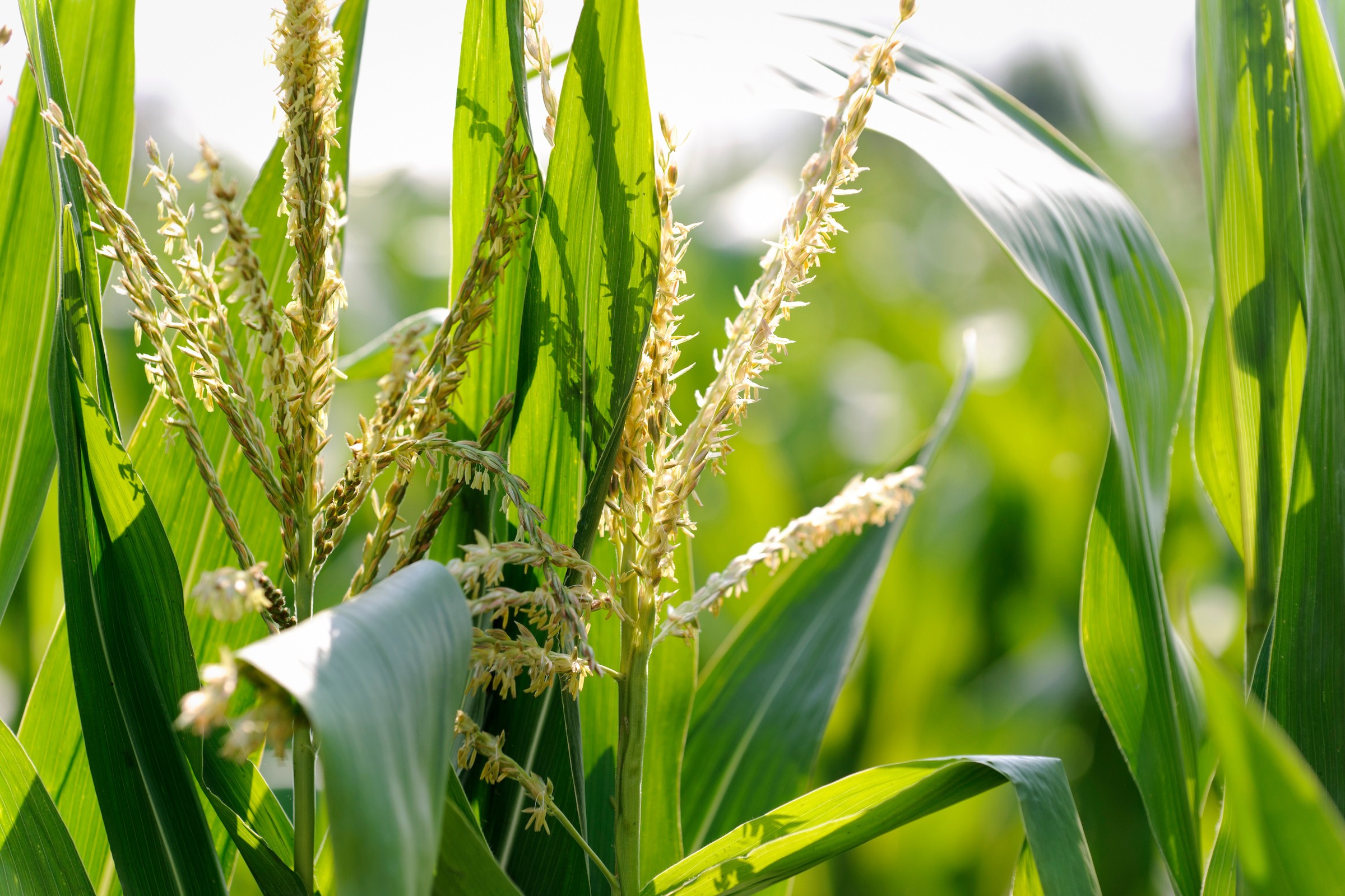 UW–Madison researchers explore the future of bioenergy crops in ...