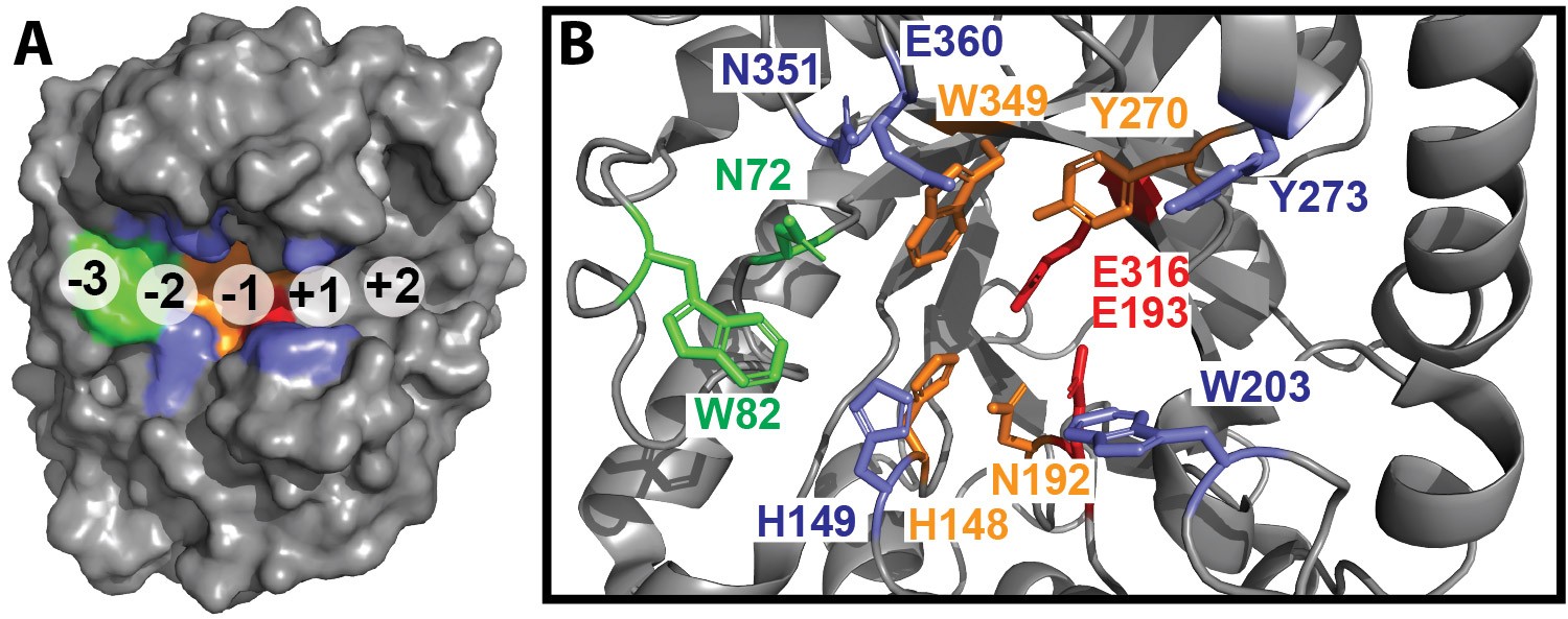 Enzyme structures help connect sequences to substrate specificity ...