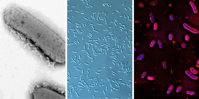 Uncovering new features of bacterial control elements | Wisconsin ... Uncovering new features of bacterial control elements | Wisconsin ...