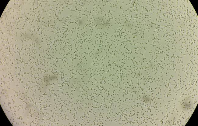 Landmark yeast study provides framework for understanding biodiversity ...